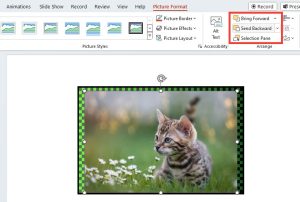How to Add Borders to Images in PowerPoint | MyExcelOnline