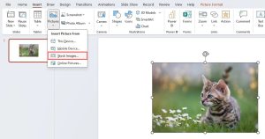How to Add Borders to Images in PowerPoint | MyExcelOnline