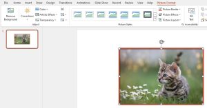 How to Add Borders to Images in PowerPoint | MyExcelOnline