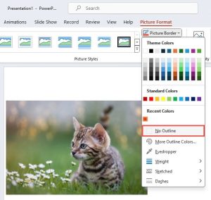 How to Add Borders to Images in PowerPoint | MyExcelOnline