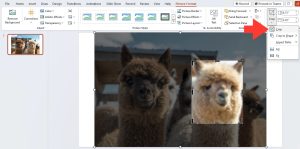How to Easily Blur Images in PowerPoint | MyExcelOnline