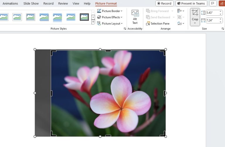 The Best Guide to Crop Pictures in PowerPoint Perfectly | MyExcelOnline