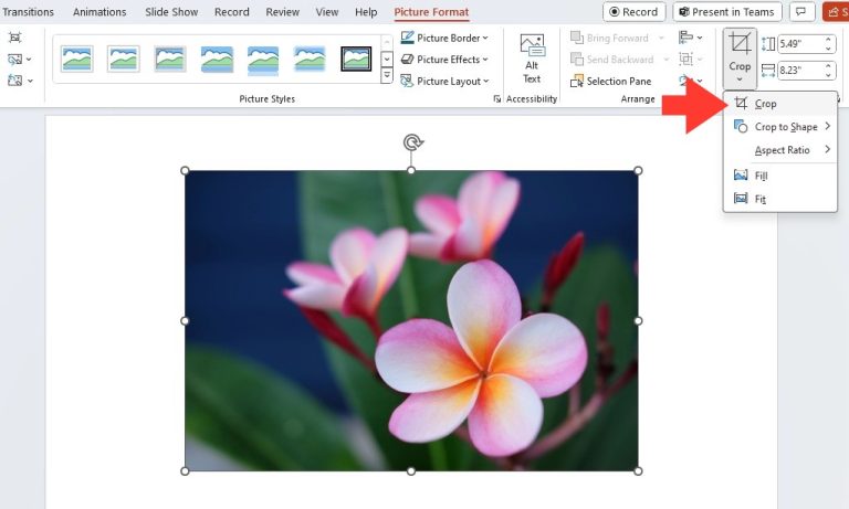 The Best Guide to Crop Pictures in PowerPoint Perfectly | MyExcelOnline